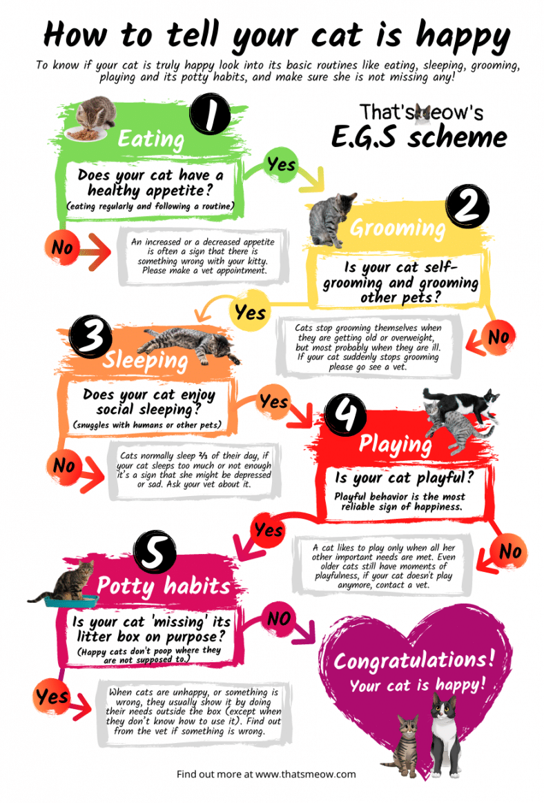 How to tell if your cat is happy: 16 Signs Checklist 😺