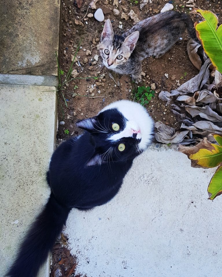 New Cat Breeds 2021 [Top 8 Championship Level + 4 Experimental]