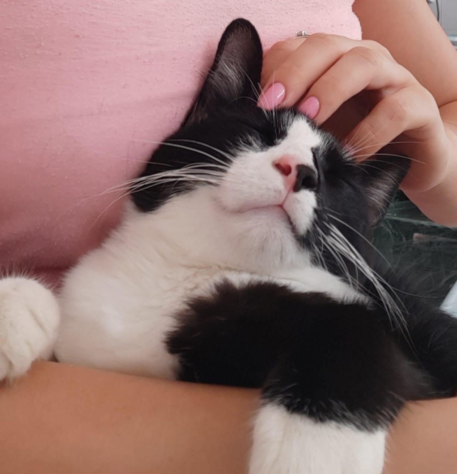 How to tell if your cat is happy: 16 Signs Checklist 😺