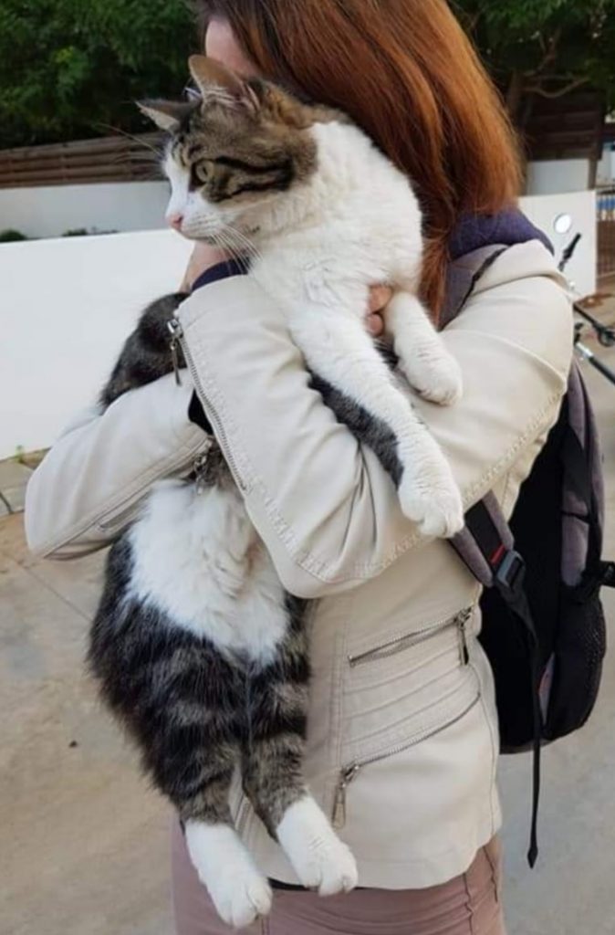 Finding a Lost Cat - 7 Effective Steps [Complete Guide]