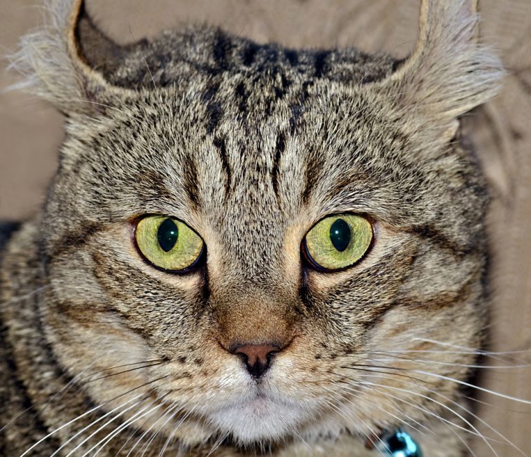 9 Stupid-Looking Cat Breeds + 7 "Stupid" Cat Breeds [NEW]