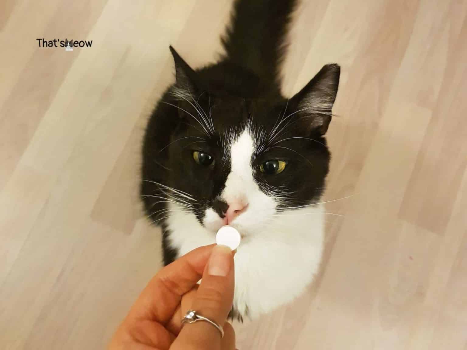 Pill Shooters for Cats [Best 2 Choices + 1 GOOD Alternative]