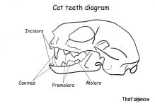 Telling a cat’s age by its teeth [or the lack of them] NEW