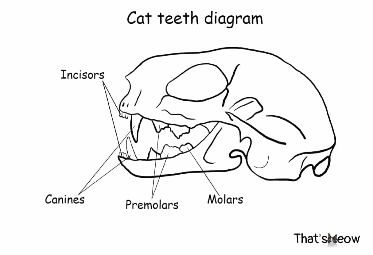 Telling a cat’s age by its teeth [or the lack of them] NEW