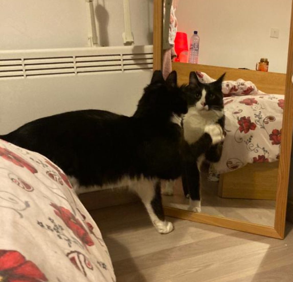 Why Does my Cat Scratch the Mirror? [and How to STOP It]