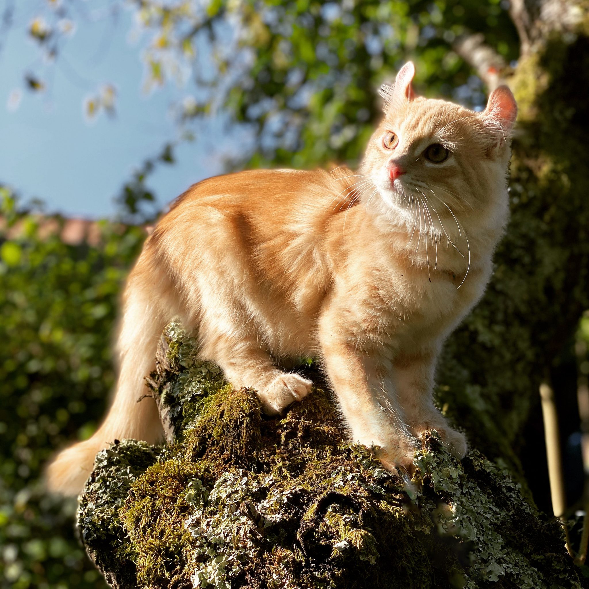 New Cat Breeds 2021 [Top 8 Championship Level + 4 Experimental]