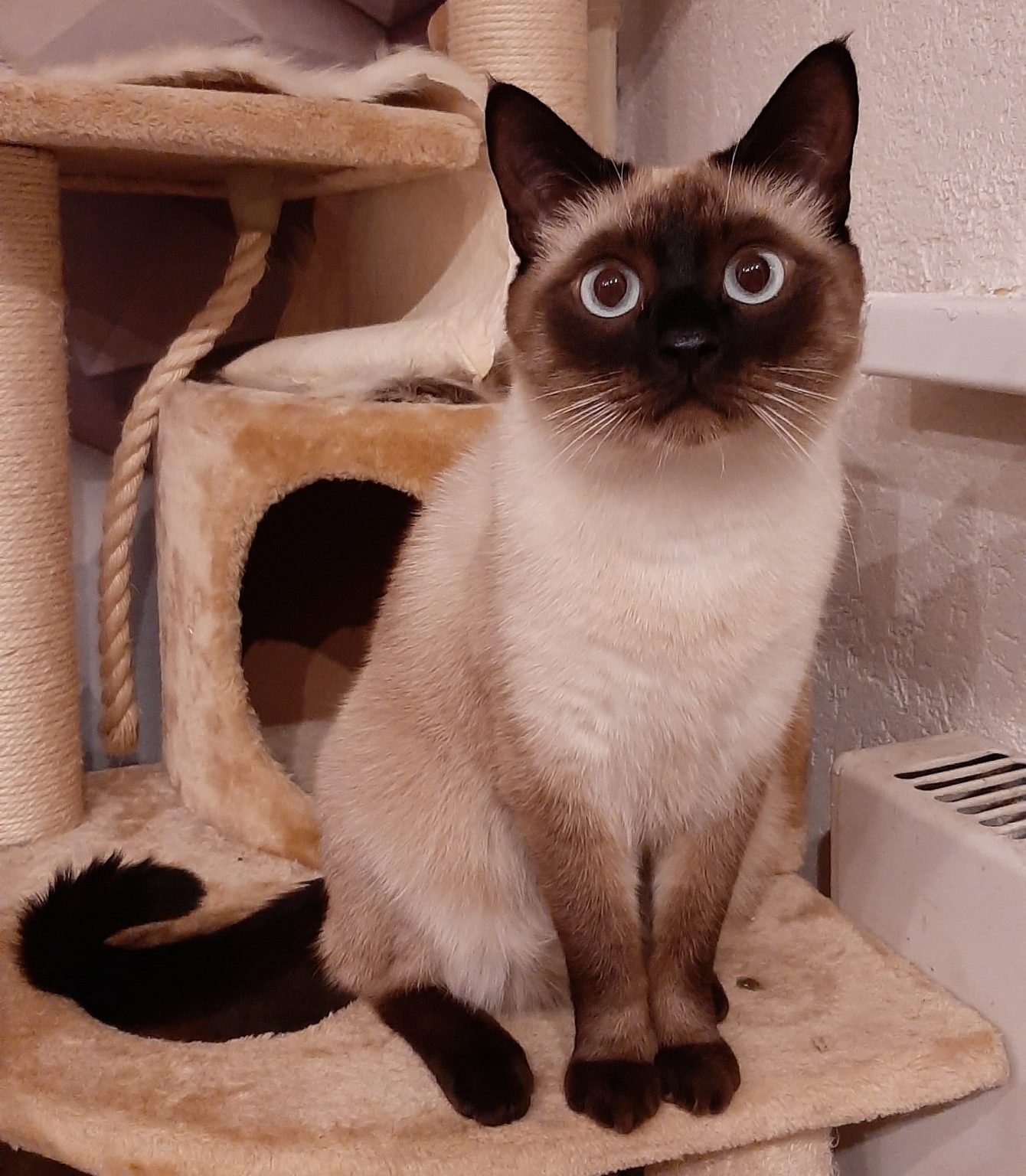 New Cat Breeds 2022 [Top 10 Championship Level + 4 Experimental]