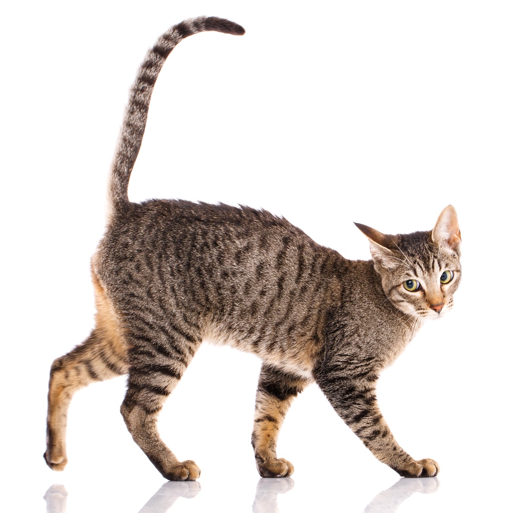 New Cat Breeds 2021 [Top 8 Championship Level + 4 Experimental]