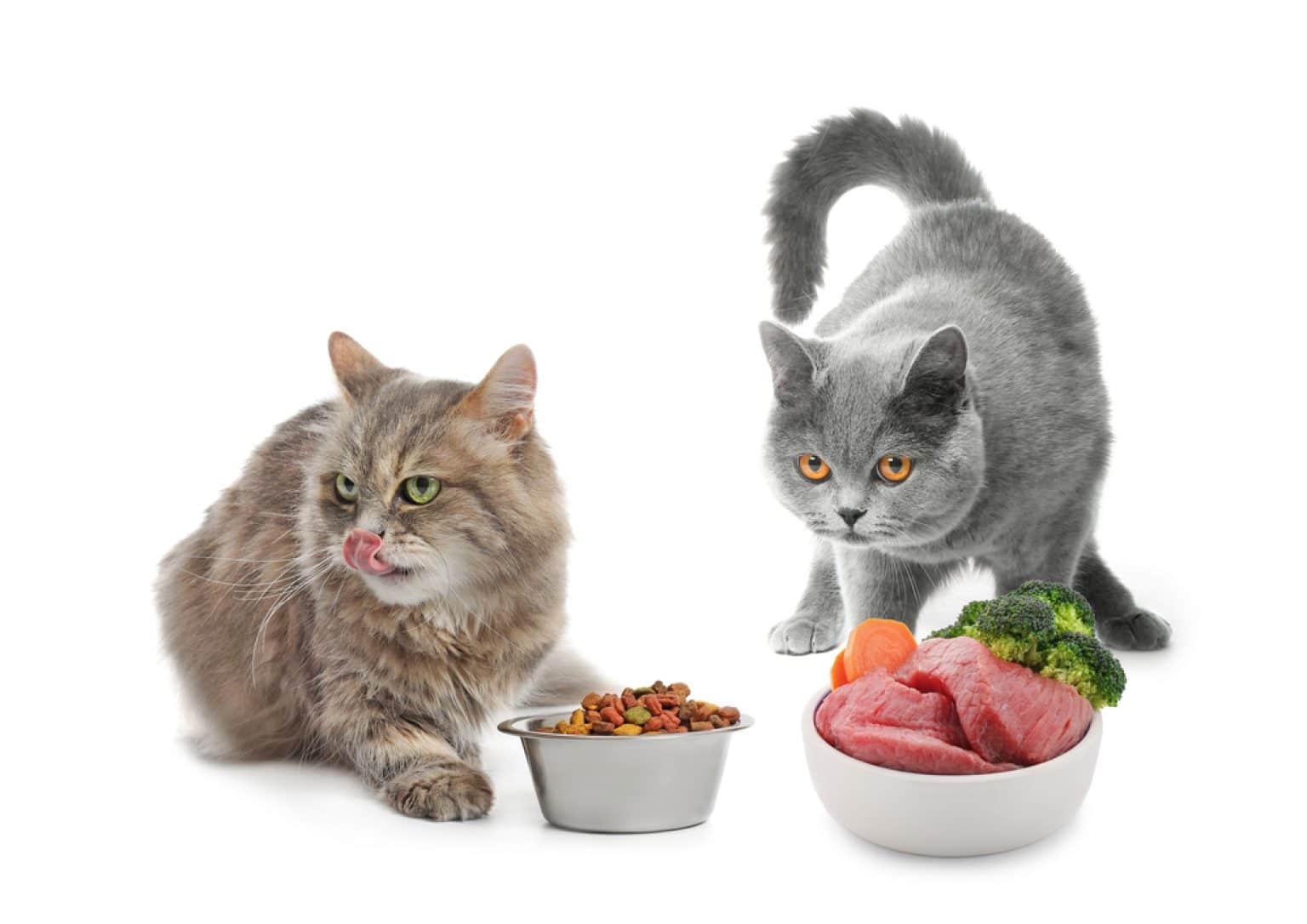 Cat food - The Ultimate Guide of Cat Nutrition [2021]