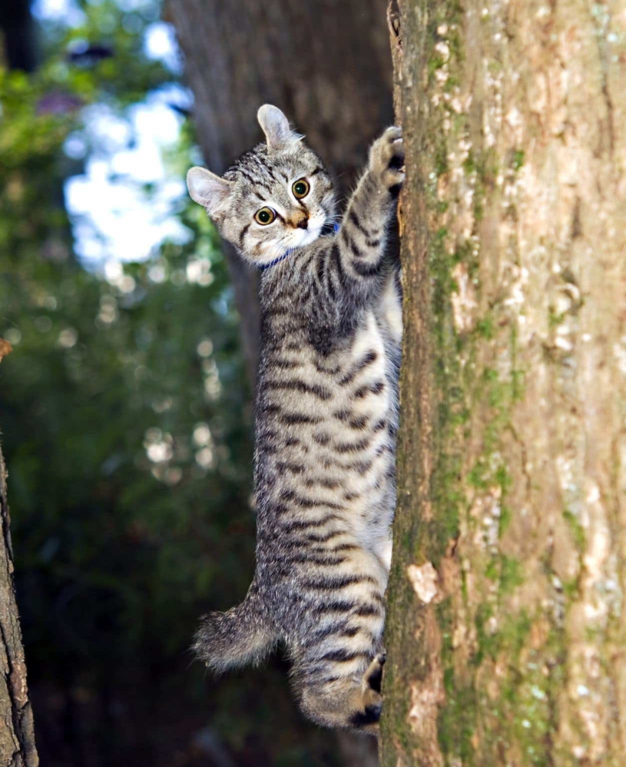 New Cat Breeds 2021 [Top 7 Championship Level + 5 Experimental]