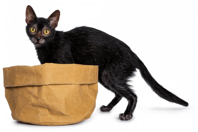 New Cat Breeds 2022 [Top 10 Championship Level + 4 Experimental]