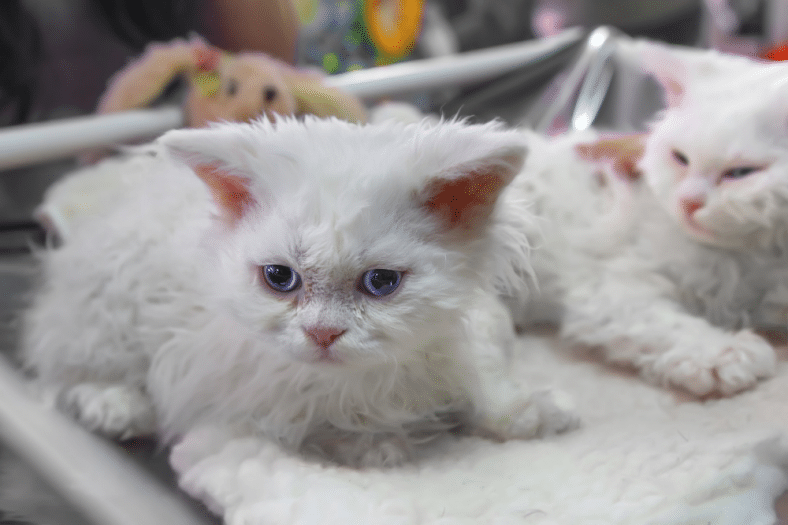 New Cat Breeds 2022 [Top 10 Championship Level + 4 Experimental]