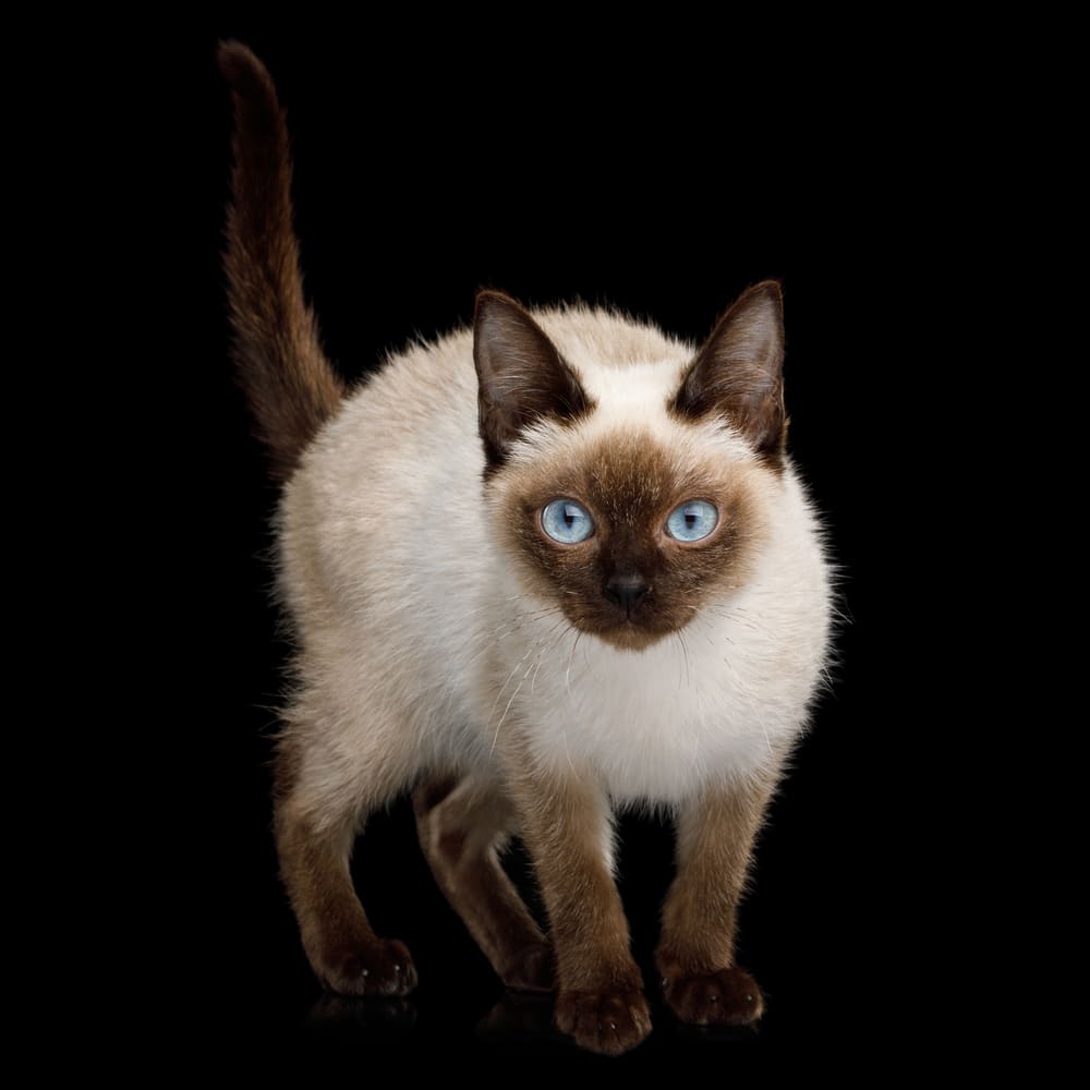 New Cat Breeds 2022 [Top 10 Championship Level + 4 Experimental]