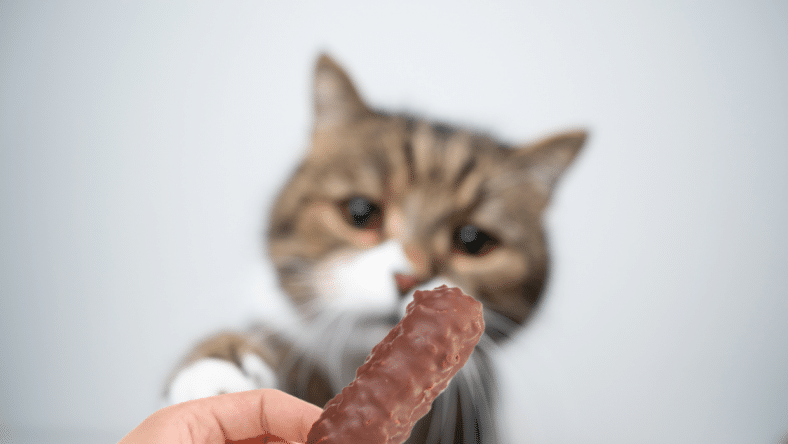 Is Chocolate Bad For Cats? [Signs of Chocolate Poisoning]