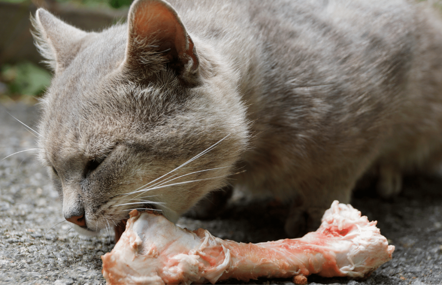 Toxic Foods For Cats - 15 UNSAFE Foods Cats Shouldn't Eat ☠️