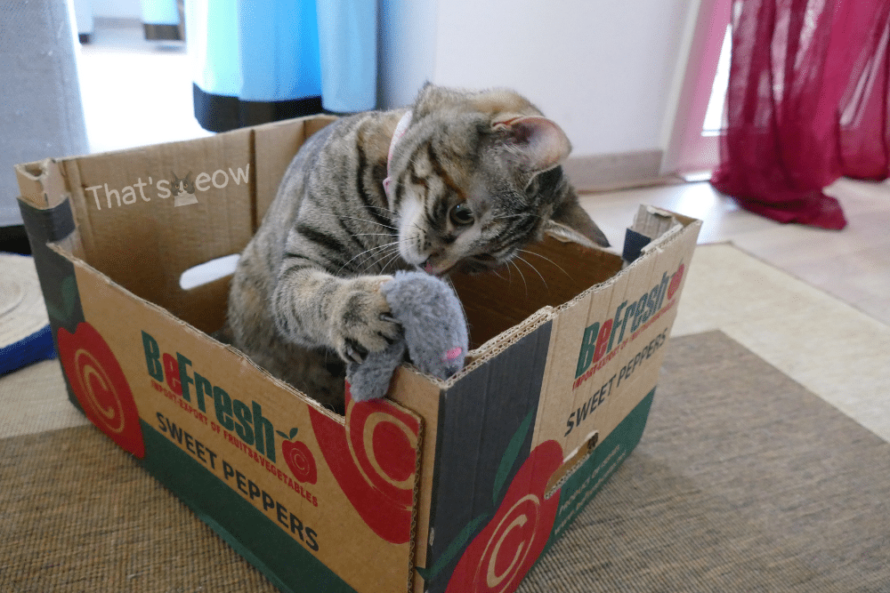 Why Do Cats Like Boxes - Celebrating International Box Day