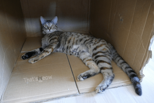 Why Do Cats Like Boxes - Celebrating International Box Day