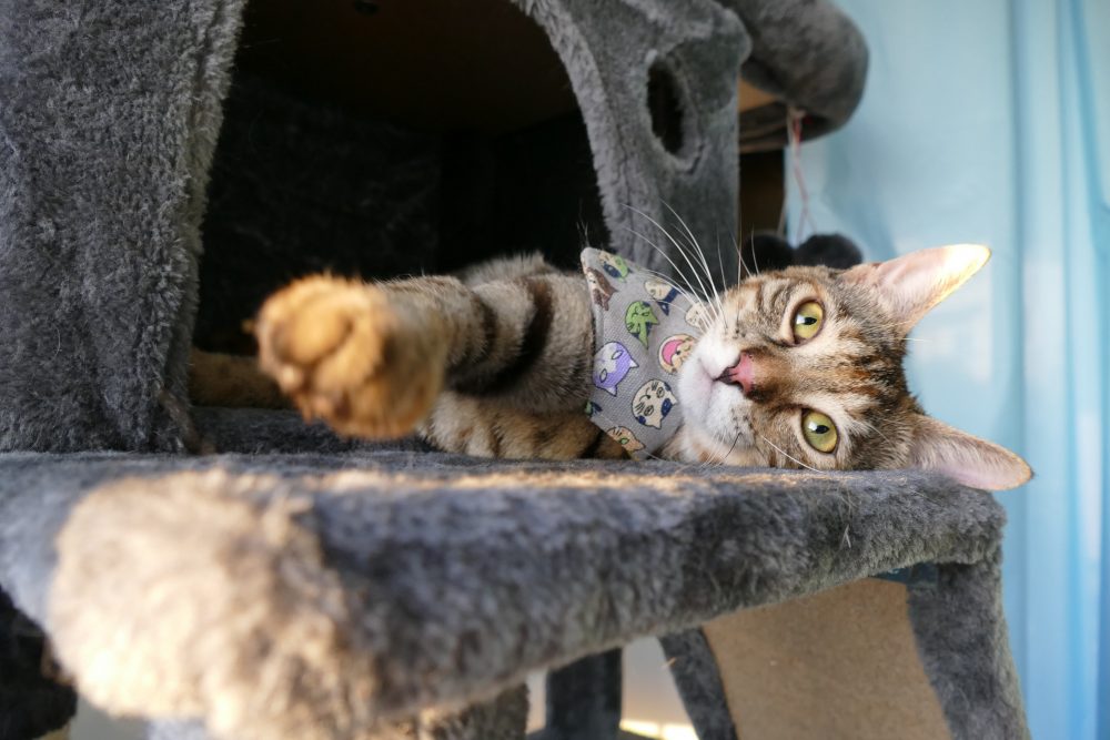 10 Reasons to Get a Cat + The Health Benefits of Owning One