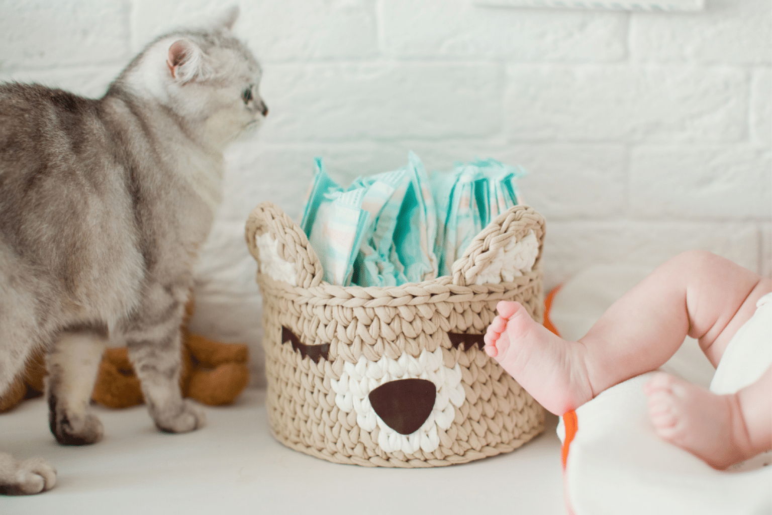 10 Reasons to Get a Cat + The Health Benefits of Owning One