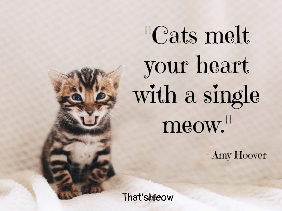 Cat quotes - The Greatest Collection [200+ quotes]
