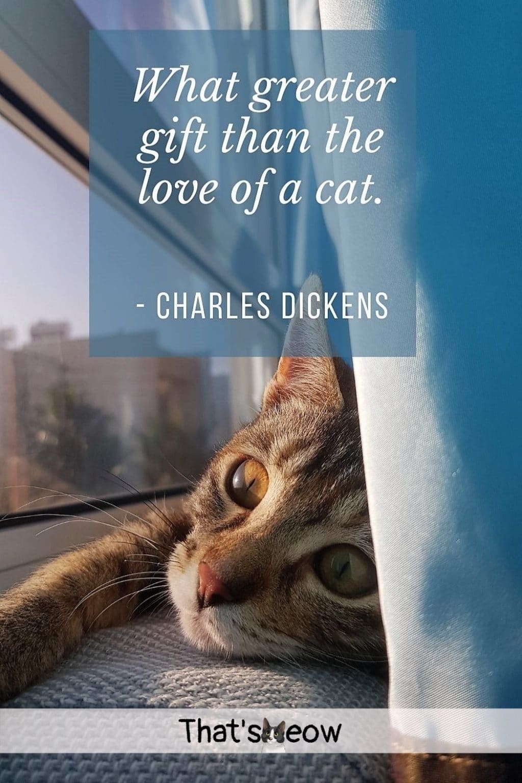 Cat quotes - The Greatest Collection [200+ quotes]