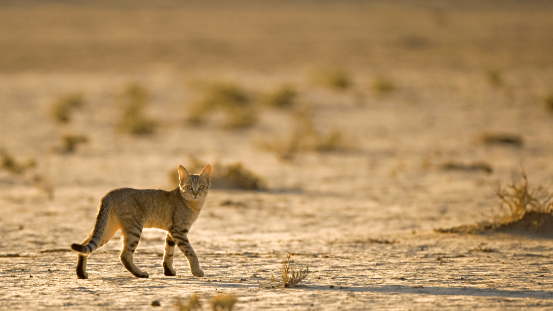 History of domestic cats - From Felids to Felix!