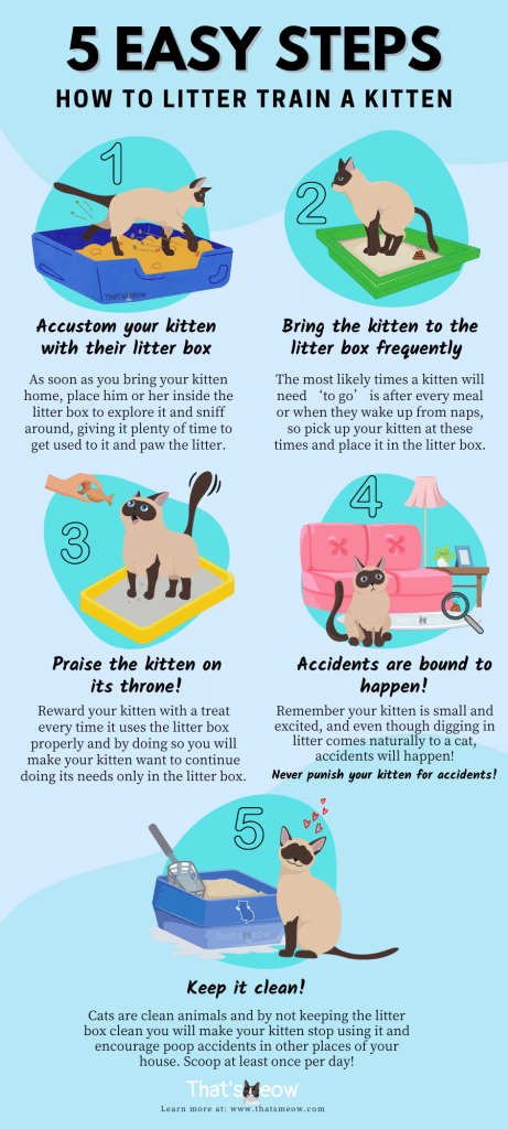 How to Litter Train a Kitten - 5 Easy and Fast Steps [2025]