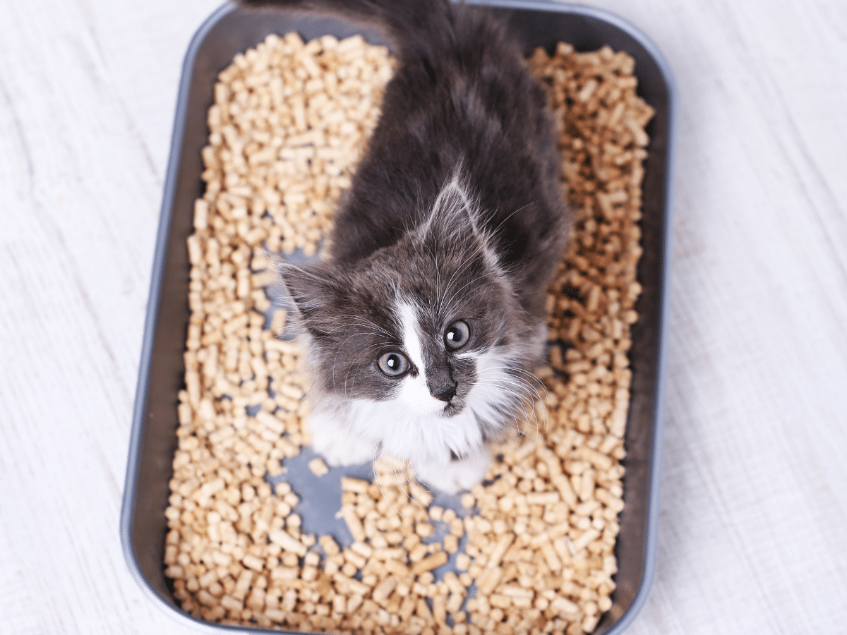 How to Litter Train a Kitten - 5 Easy and Fast Steps [2025]