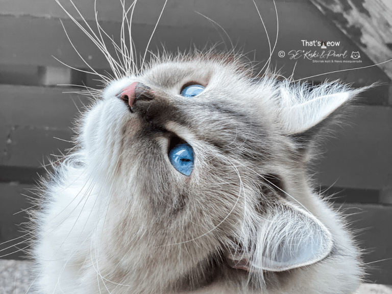 Neva Masquerade - The Colorpoint Siberian, Breed Information