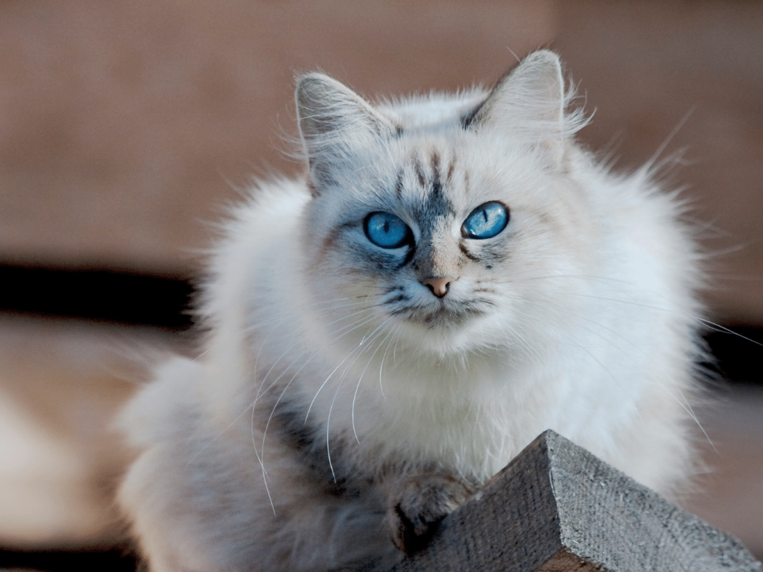 Neva Masquerade - The Colorpoint Siberian, Breed Information