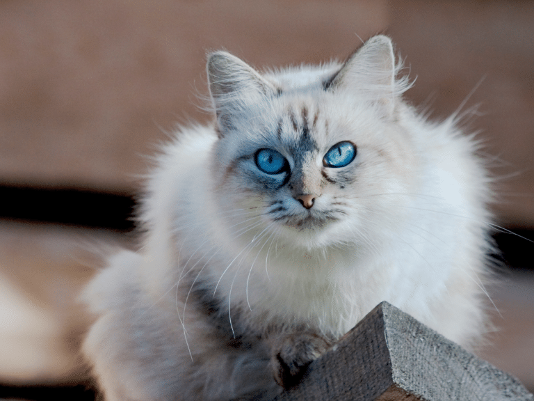 Neva Masquerade - The Colorpoint Siberian, Breed Information