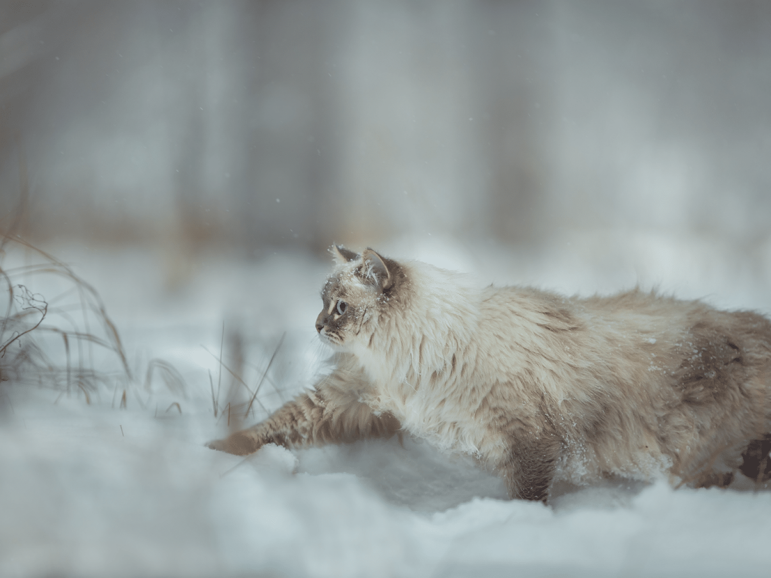 Neva Masquerade - The Colorpoint Siberian, Breed Information