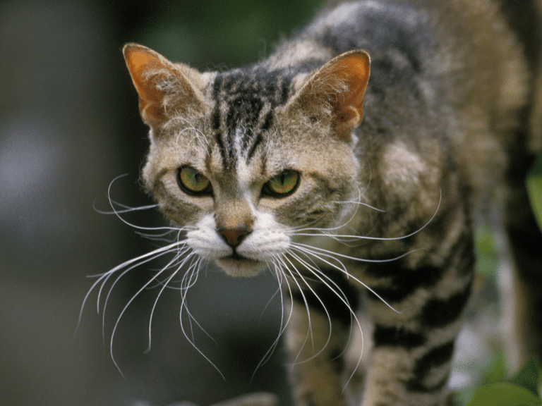 The Top 10 Rarest Cat Breeds [New 2025] + 5 Other Rare Cats