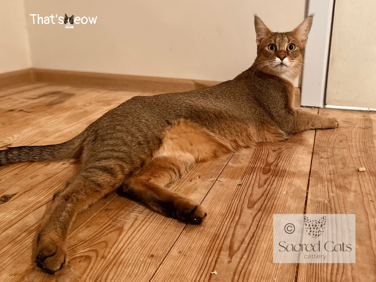 The Top 10 Rarest Cat Breeds [New 2025] + 5 Other Rare Cats