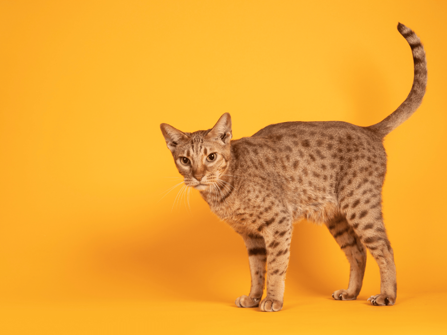 The Top 10 Rarest Cat Breeds [New 2025] + 5 Other Rare Cats