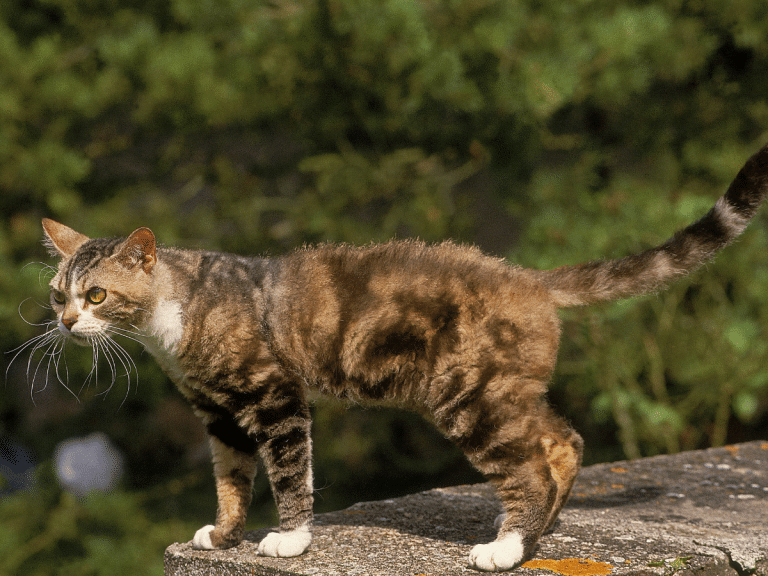 The Top 10 Rarest Cat Breeds [New 2025] + 5 Other Rare Cats