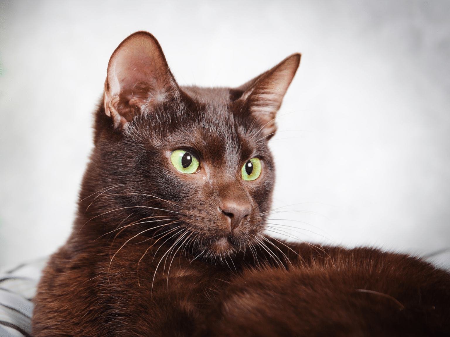 The Top 10 Rarest Cat Breeds [New 2025] + 5 Other Rare Cats