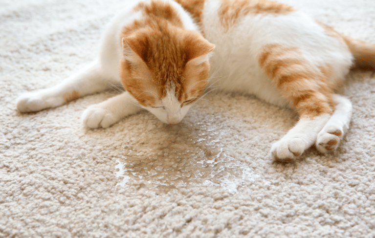 Cat Urine Guide: Is Bad Smell Normal? & How to Clean Cat Pee